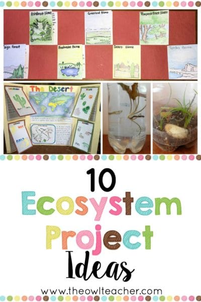 10 Ecosystem Project Ideas - The Owl Teacher